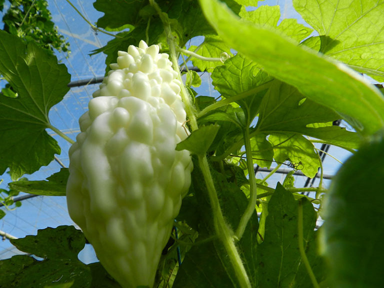 La margose, un secret de longévité...