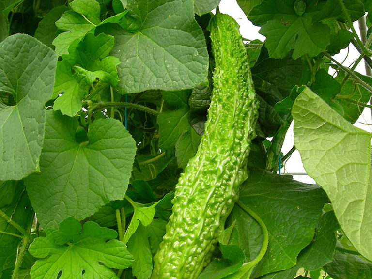 La margose, un secret de longévité...