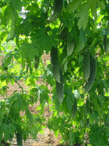 La margose, un secret de longévité...