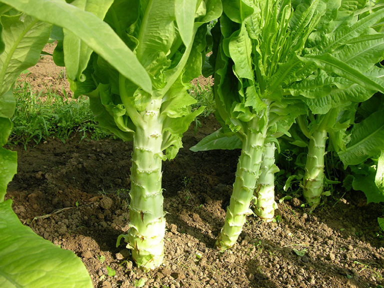 Celtuce
