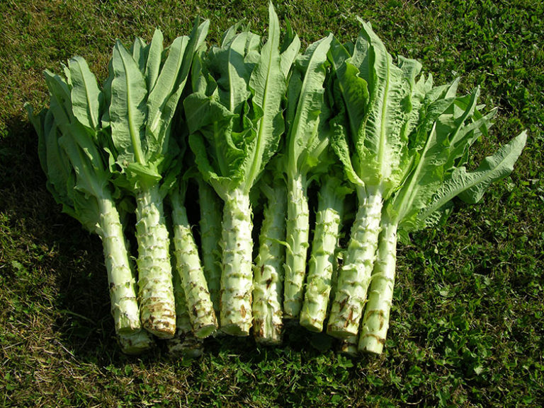 Celtuce